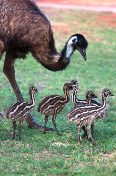 Wildlife - Ningaloo Blue Dive